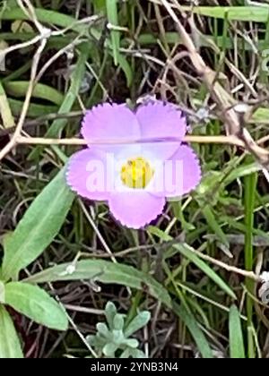 fringed linanthus (Linanthus dianthiflorus Stock Photo - Alamy