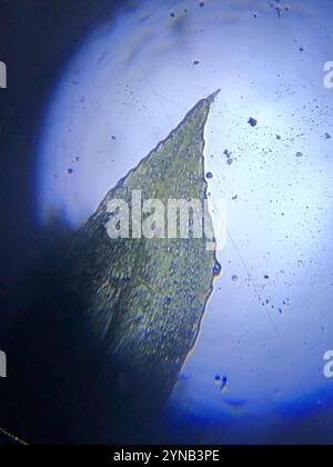 common bladder moss (Physcomitrium pyriforme Stock Photo - Alamy