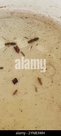 Common Backswimmers (Anisops Stock Photo - Alamy