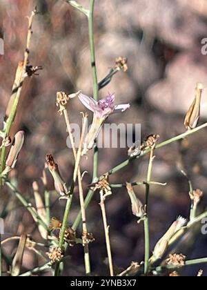 Brownplume Wirelettuce (Stephanomeria pauciflora Stock Photo - Alamy
