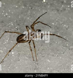 Horse-Head Spider (Stemonyphantes lineatus Stock Photo - Alamy