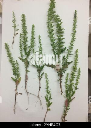 Jerusalem oak (Dysphania botrys Stock Photo - Alamy