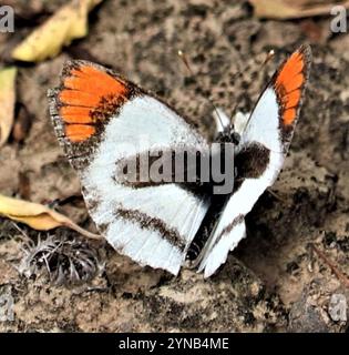 Round-winged Orange Tip (Colotis euippe Stock Photo - Alamy