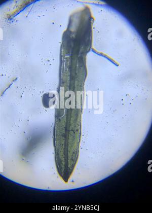 Texas Syrrhopodon Moss (Syrrhopodon texanus Stock Photo - Alamy