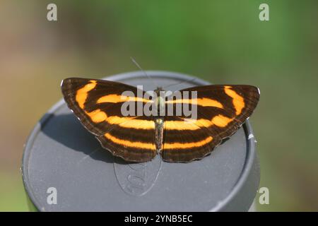 Small Yellow Sailer (Neptis miah Stock Photo - Alamy
