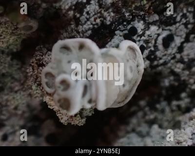 Double-Rimmed Saucer Lichen (Ochrolechia oregonensis) Fungi Stock Photo ...