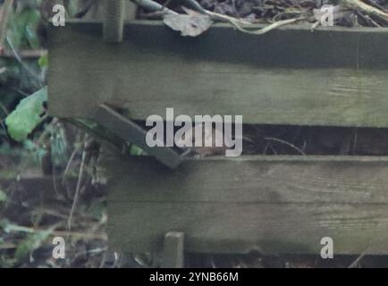 Typical Old World Mice (Mus Stock Photo - Alamy