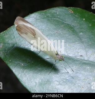 (Nepheronia pharis pharis Stock Photo - Alamy