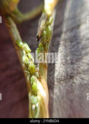 Carrot Aphid (Cavariella aegopodii Stock Photo - Alamy