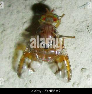 Marula Fruit Fly (Ceratitis cosyra Stock Photo - Alamy