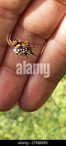 Christmas Jewel Spider (Austracantha minax Stock Photo - Alamy