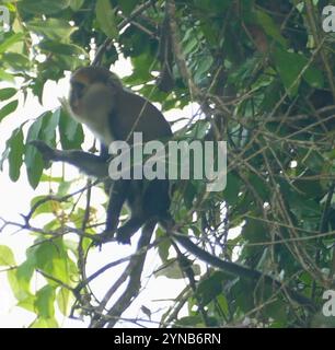 Lowe's Monkey (Cercopithecus lowei Stock Photo - Alamy