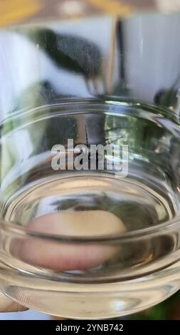 Spotted Ground Swift Spider (Nyssus coloripes Stock Photo - Alamy