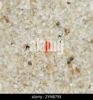 Snout Mites (Bdellidae Stock Photo - Alamy