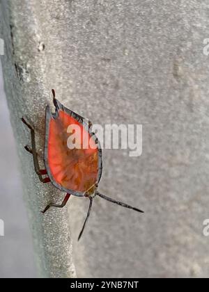 Lychee Stink Bug. Lyramorpha rosea. Also known as Litchi Stink Bug ...