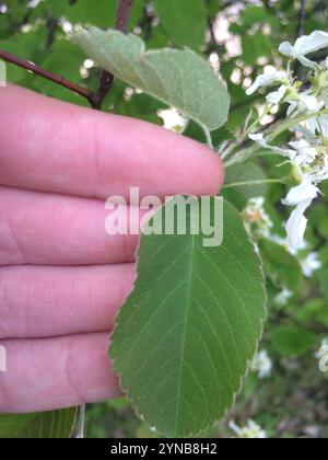 roundleaf shadbush (Amelanchier sanguinea Stock Photo - Alamy