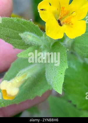 musk monkeyflower (Erythranthe moschata Stock Photo - Alamy