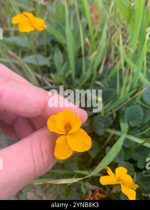California Golden Violet (Viola pedunculata), Plantae, Fort Ord ...