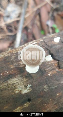Yellow stemmed micropore (Microporus xanthopus), growing on Waigeo ...