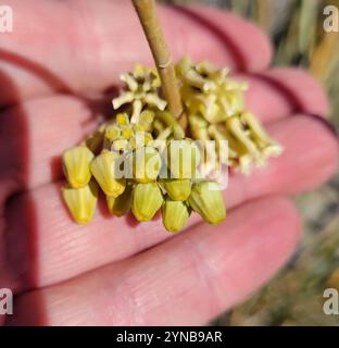 rush milkweed (Asclepias subulata Stock Photo - Alamy