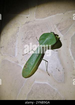 Peruvian Shield Mantis (Choeradodis rhombicollis) in defensive posture ...
