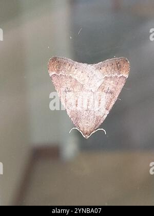 Early Moth (Theria primaria Stock Photo - Alamy