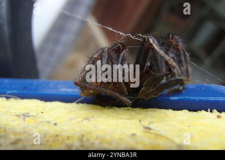 Brown Trapdoor Spiders (Arbanitis Stock Photo - Alamy