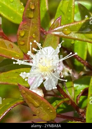 Midgen Berry (Austromyrtus dulcis Stock Photo - Alamy
