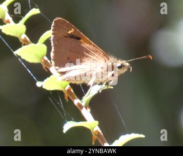 Flame Sedge-skipper (Hesperilla idothea) Insecta Stock Photo - Alamy