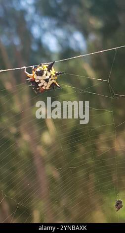 Christmas Jewel Spider (Austracantha minax Stock Photo - Alamy