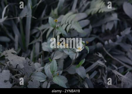 marsh para cress (Acmella uliginosa Stock Photo - Alamy