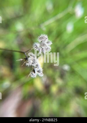 hedge parslies (Torilis Stock Photo - Alamy