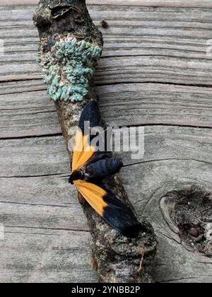 Black-and-yellow Lichen Moth (Lycomorpha pholus) Insecta Stock Photo ...