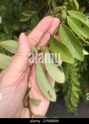 Pop-gun Seed (Bridelia tomentosa Stock Photo - Alamy