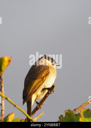 Styan's Bulbul (Pycnonotus taivanus Stock Photo - Alamy