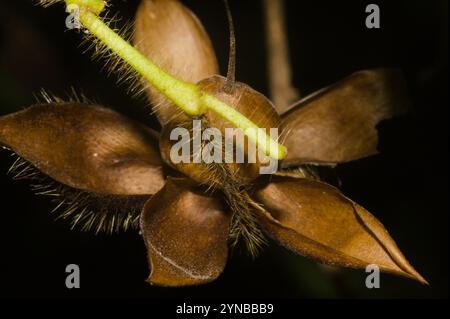 Alamo vine (Distimake dissectus Stock Photo - Alamy