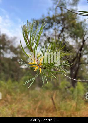 Pine-leaf Geebung (Persoonia pinifolia) Plantae Stock Photo - Alamy