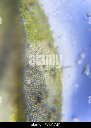 Long-beaked Thyme-moss (Plagiomnium rostratum Stock Photo - Alamy