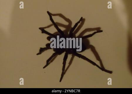 Brown Trapdoor Spiders (Arbanitis Stock Photo - Alamy