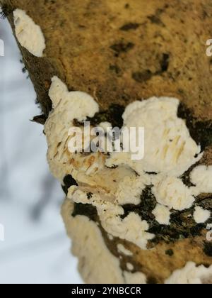 Netted Crust (Byssomerulius corium Stock Photo - Alamy