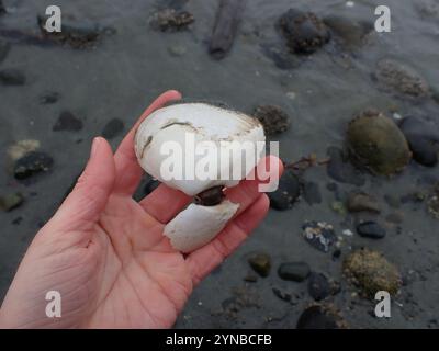 White Macoma (Rexithaerus secta Stock Photo - Alamy