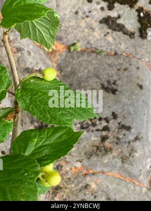 squashberry (Viburnum edule Stock Photo - Alamy