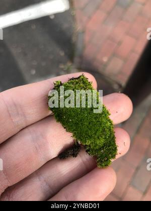 Green-tufted Stubble Moss (Weissia controversa Stock Photo - Alamy
