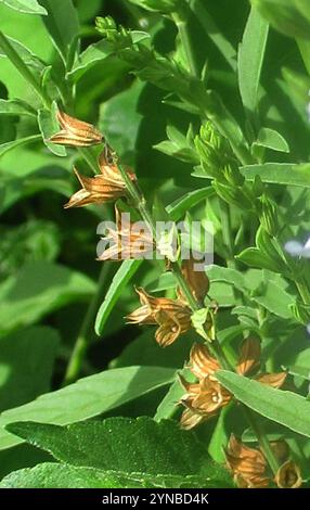 Mintweed (Salvia reflexa Stock Photo - Alamy