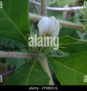 Surprise Packet (Blepharis maderaspatensis Stock Photo - Alamy