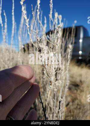 Winterfat (Krascheninnikovia lanata Stock Photo - Alamy