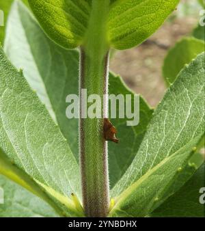Keeled Treehopper (Entylia carinata Stock Photo - Alamy