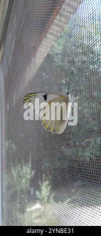 Common White Tatochila (Phulia mercedis Stock Photo - Alamy