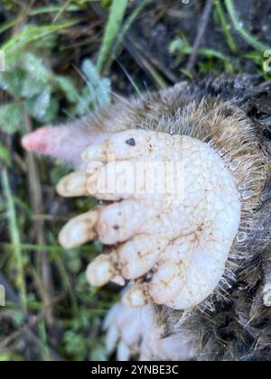 Broad-footed Mole (Scapanus latimanus Stock Photo - Alamy