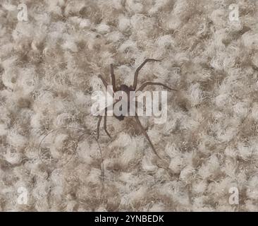 South American Toothed Hacklemesh Weaver (Metaltella simoni) Arachnida ...